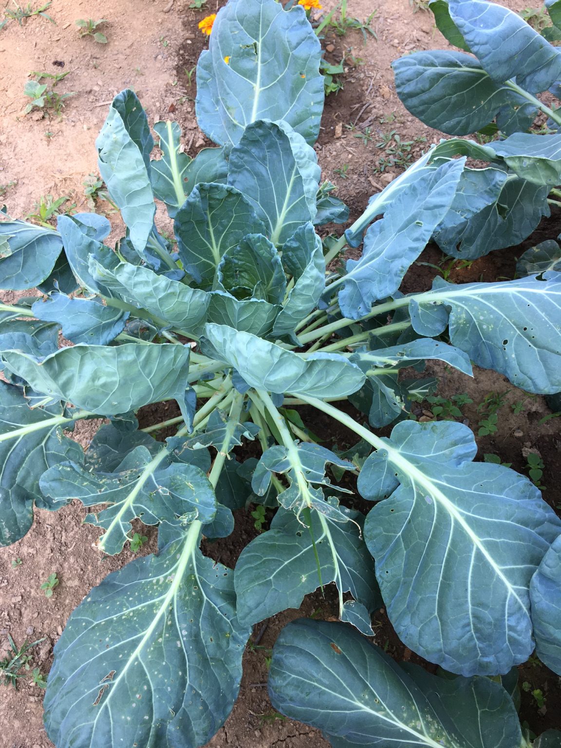 Pineapple Glazed Brussels Sprouts - Cindy's Recipes and Writings